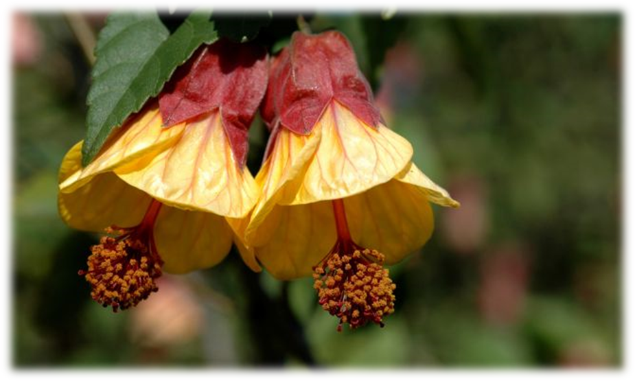 El Abutilon Insigne