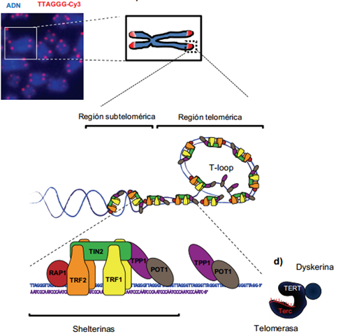 Biologia celular y molecular UG: Telómeros, Telomerasa y el Cáncer
