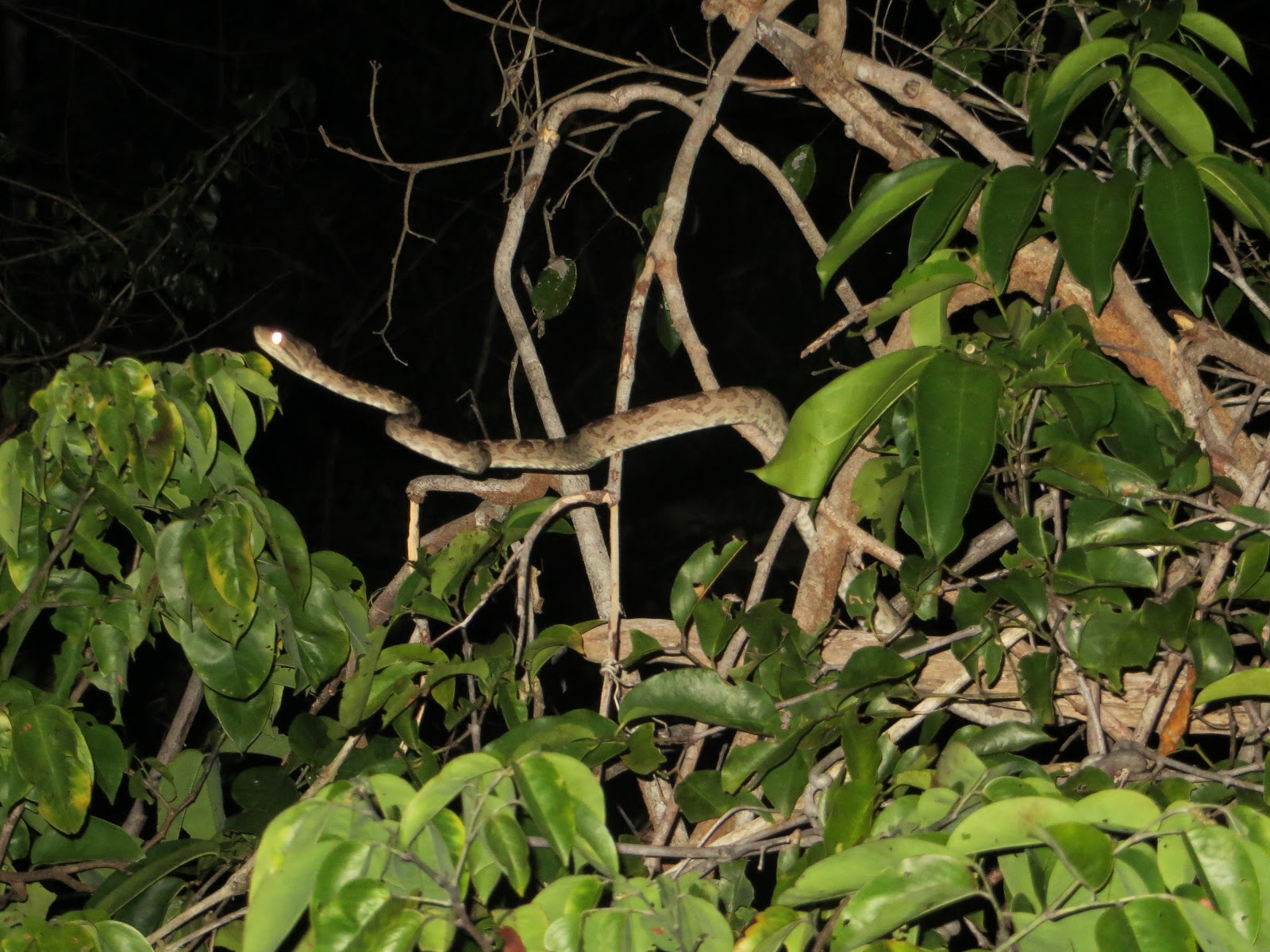 Arboreal Monsters: Arboreal adaptations of snakes.