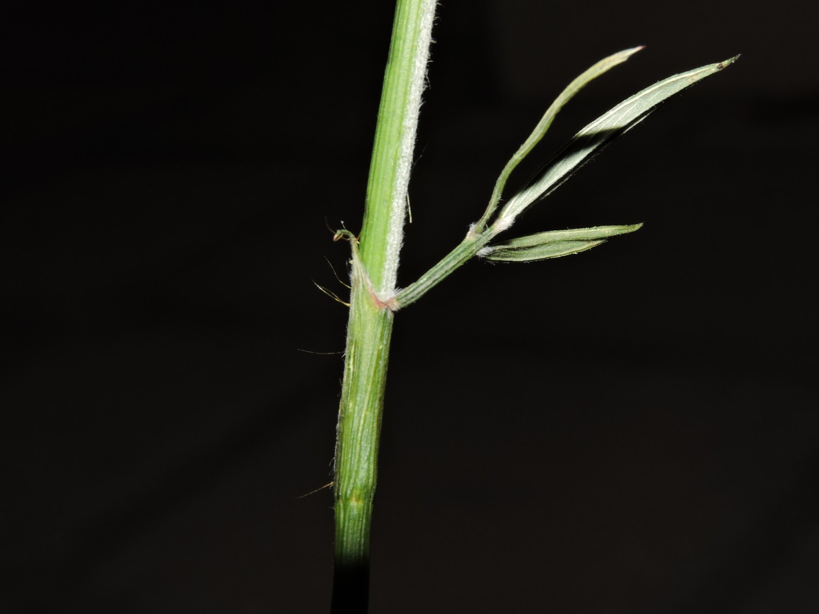 Fabaceae - Leguminosae no Brasil: Fabaceae - Stylosanthes gracilis Kunth