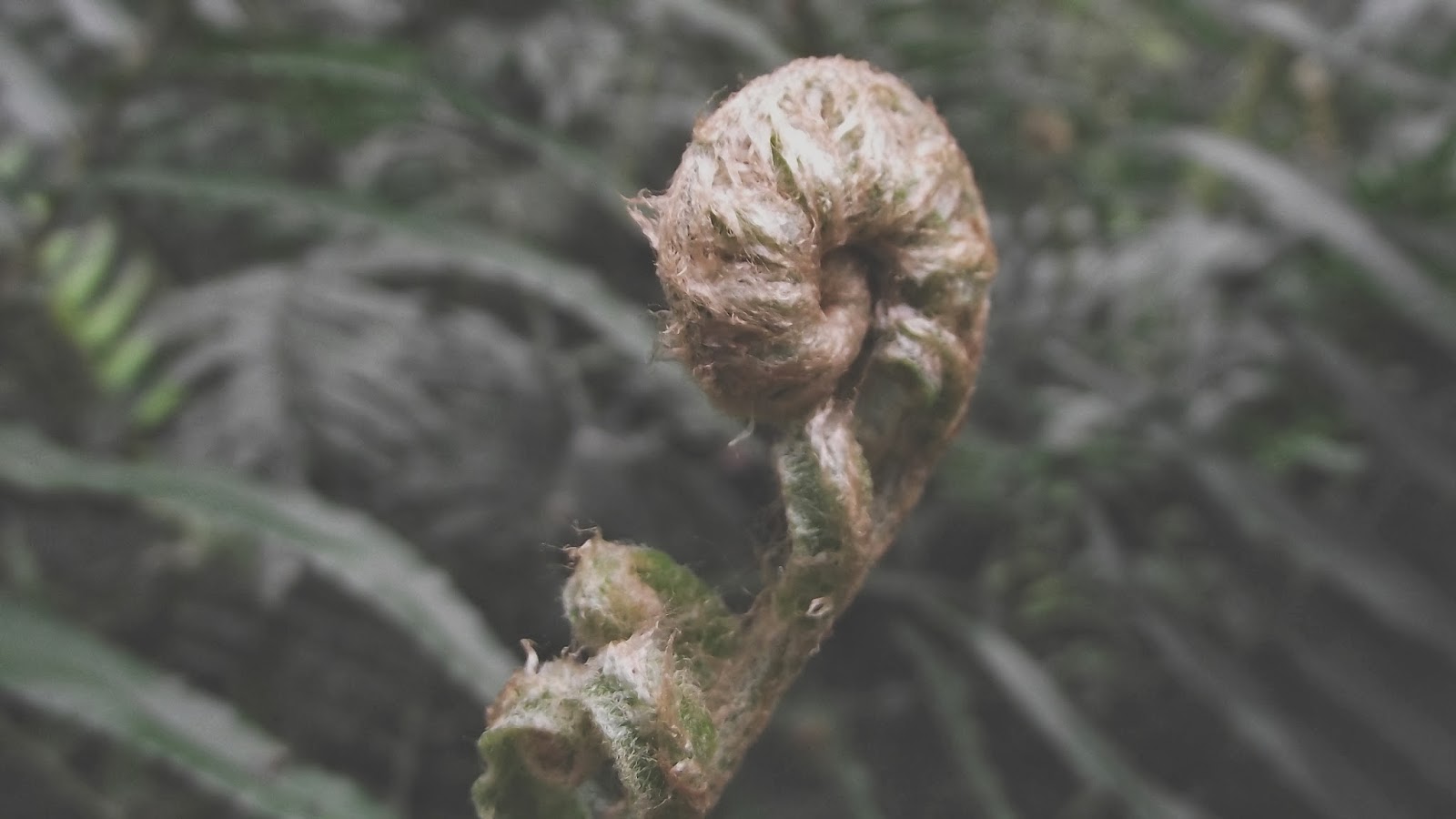 The Sun House :: a lifestyle blog: In search of the big tree {Tsitsikamma}