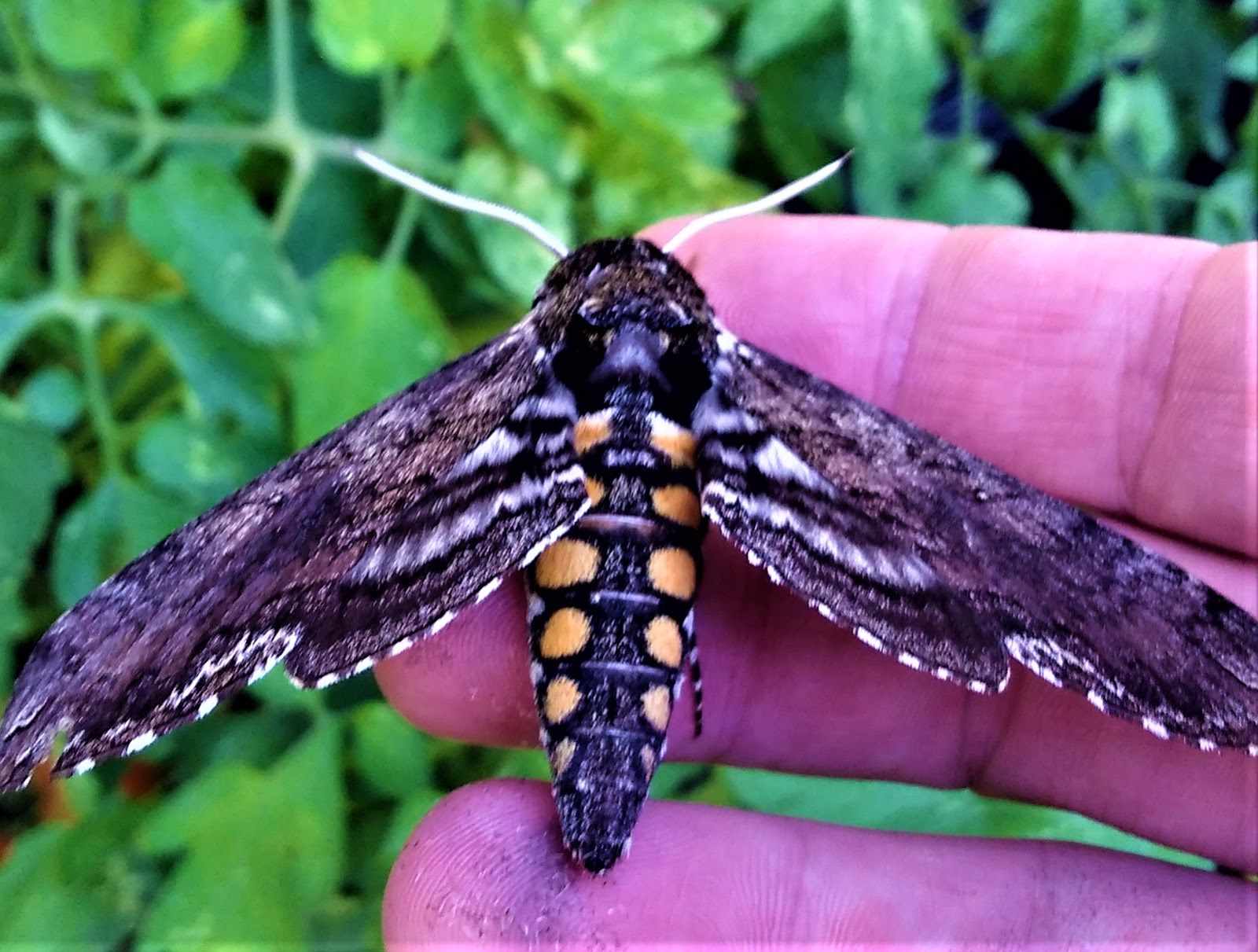 The Midnight Carver: Underwings, Hawkmoths, Hops, And Almost Healed Runner.