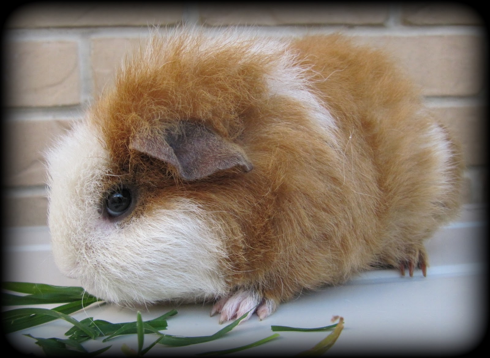 All Things Guinea Pig: Chelsea's first Pig