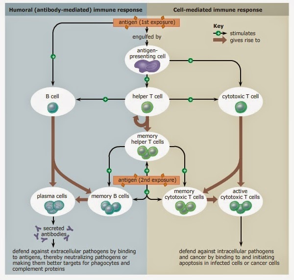# 61 Action of T-lymphocytes | Biology Notes for A level