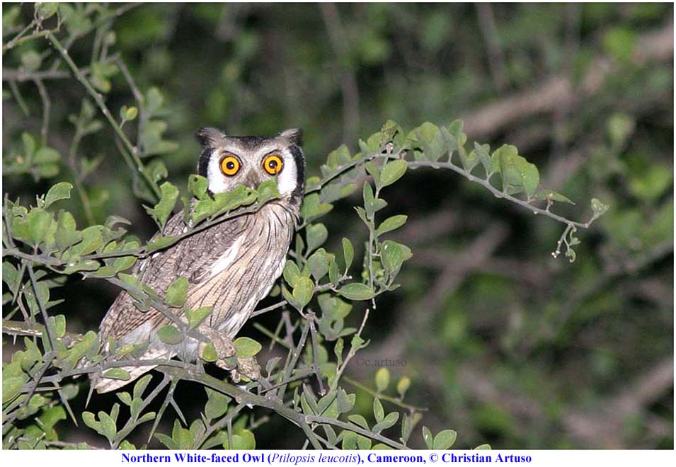 Christian Artuso: Birds, Wildlife