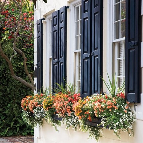 a curious gardener: window boxes of charleston