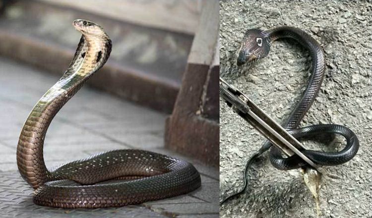 Gambar Ular Tedung Selar