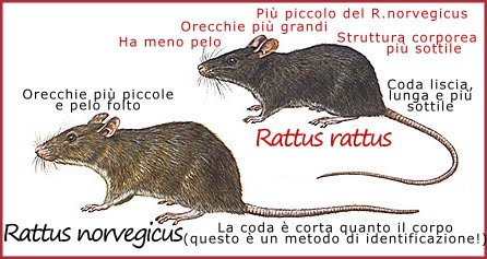 Manda Animali: il "Re dei Ratti" ?!... (Spirali di Topi ?!!).