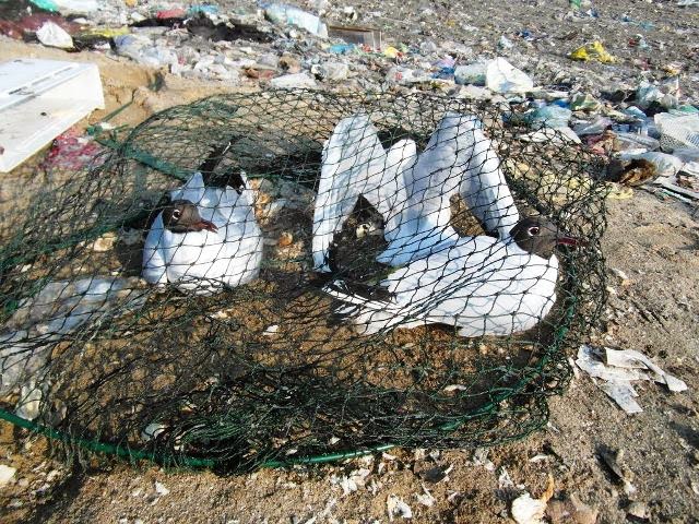 Kolring TEAM [POLAND] - The Polish Bird Banding Blog [bird ringing ...