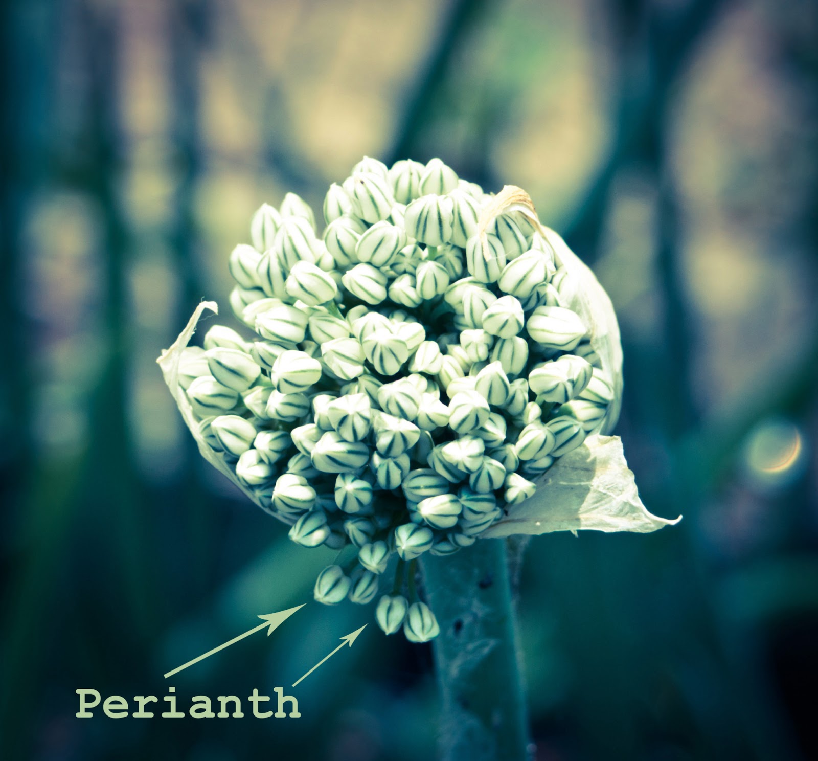 Garden65: Close Look At An Onion Flower