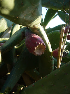 Plantas para hombres: Opuntia ficus-indica, chumbera