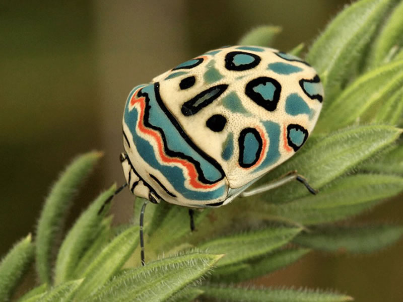 Dunyanin En Guzel Bocegi Hangisi?