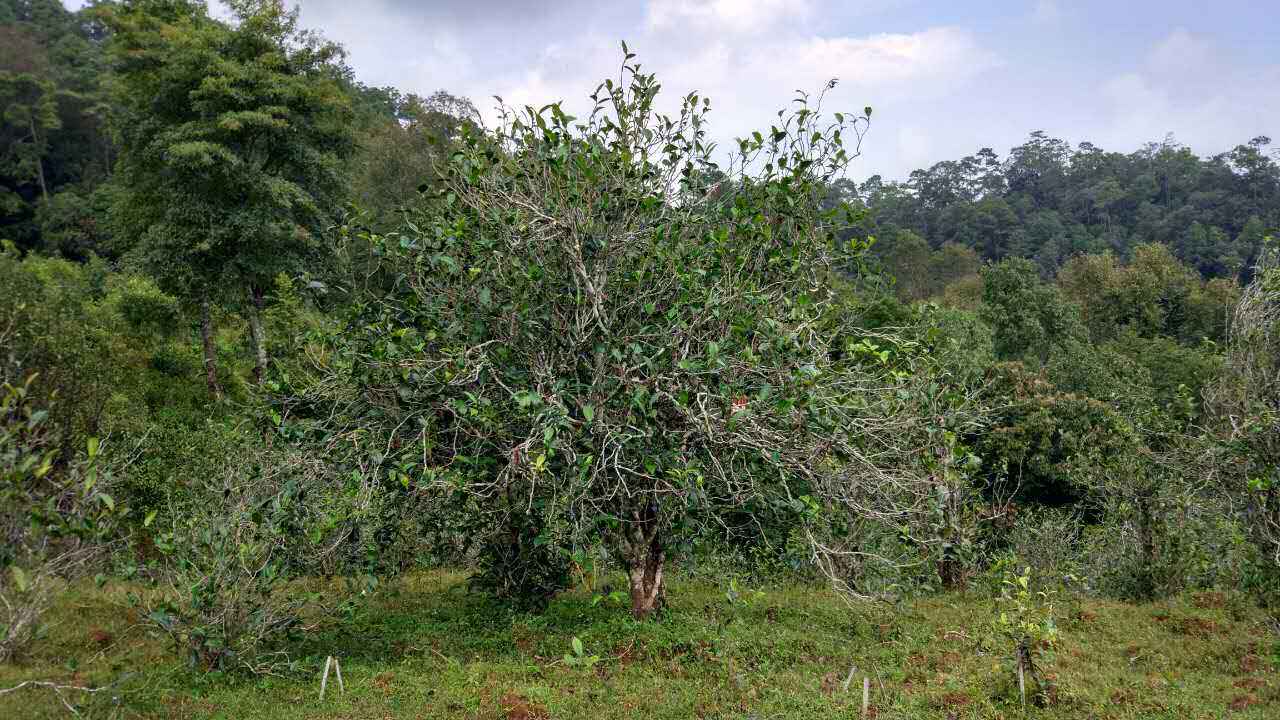 Coral Qiu Tea: Bangwai old tea tree