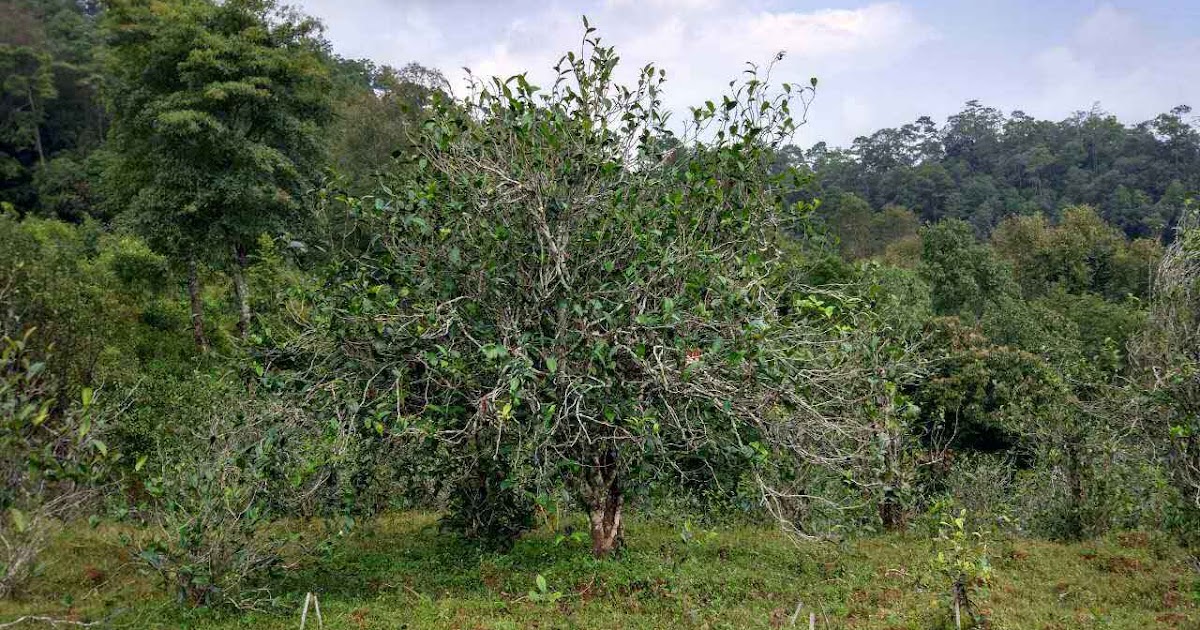 Coral Qiu Tea: Bangwai old tea tree