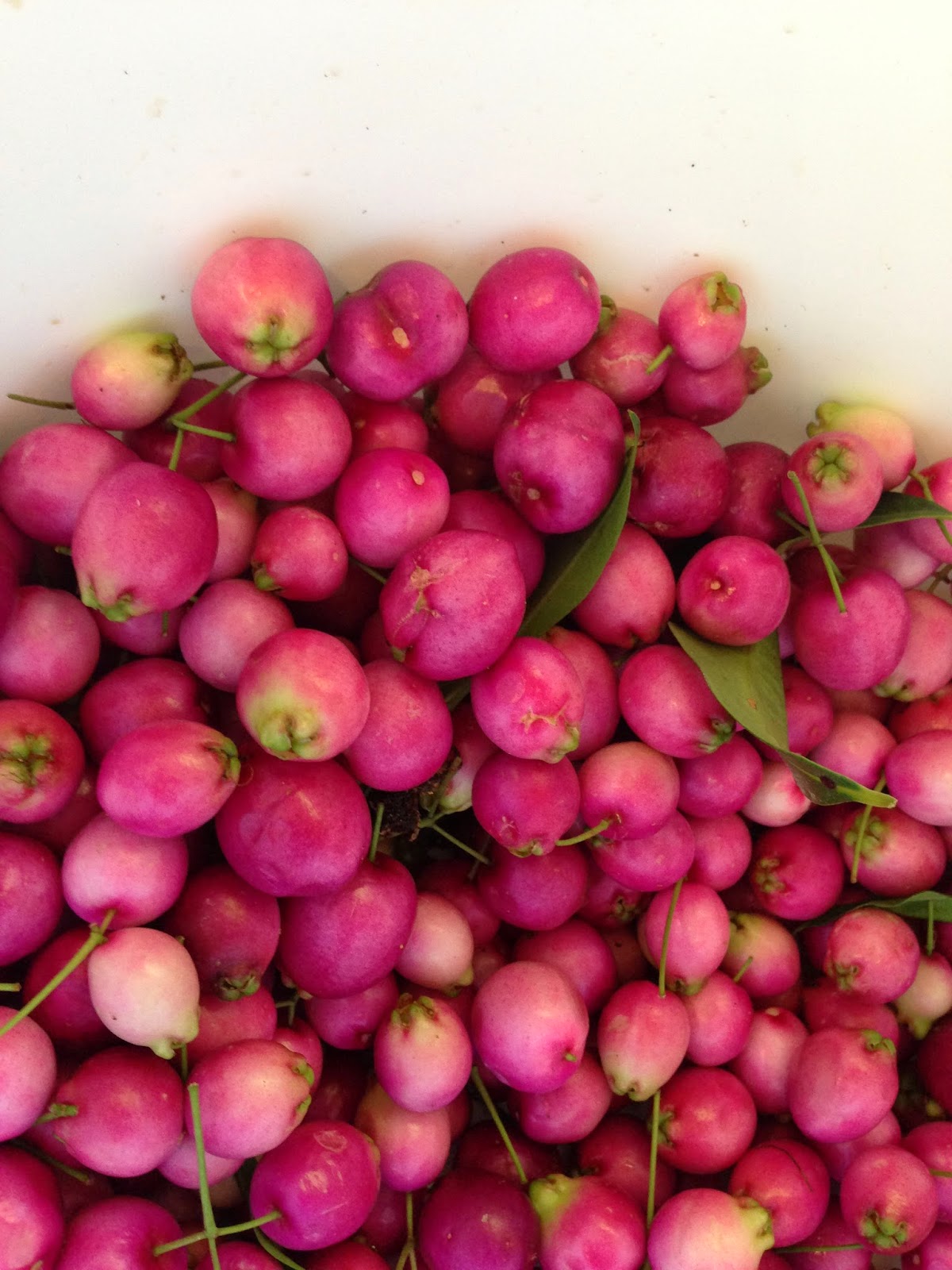 Pickled Tink: Lilly Pilly Jam