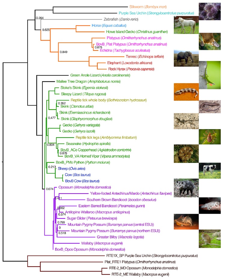 Darwin's God: Horizontal Transfer Finally Reaches the Eukaryotes