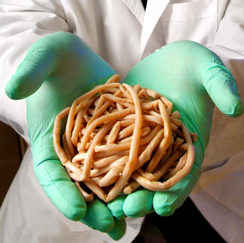 Francis Hannaway: Hunger Games in the Congo: Congo Kinshasa: Worms