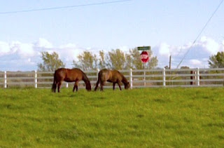 Life as a Champ: Chicken & Tuna Snacks