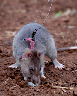 Treasure Hunting: Detection rats
