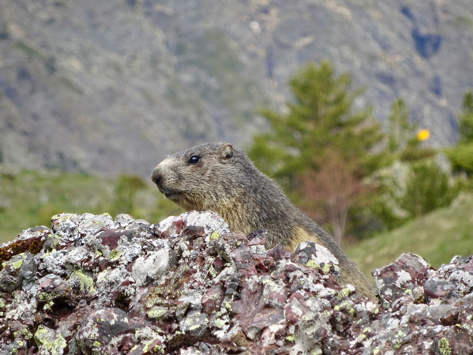 Bicheando por el monte: Observaciones de fauna en el alto pirineo