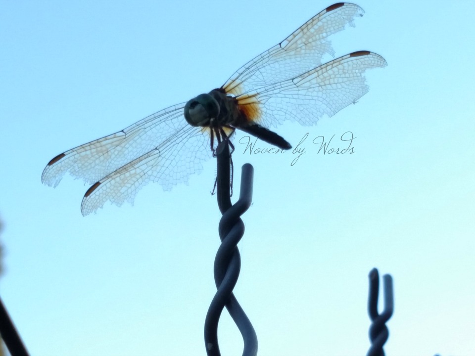 Woven by Words: Wordless Wednesday: Dragonflies