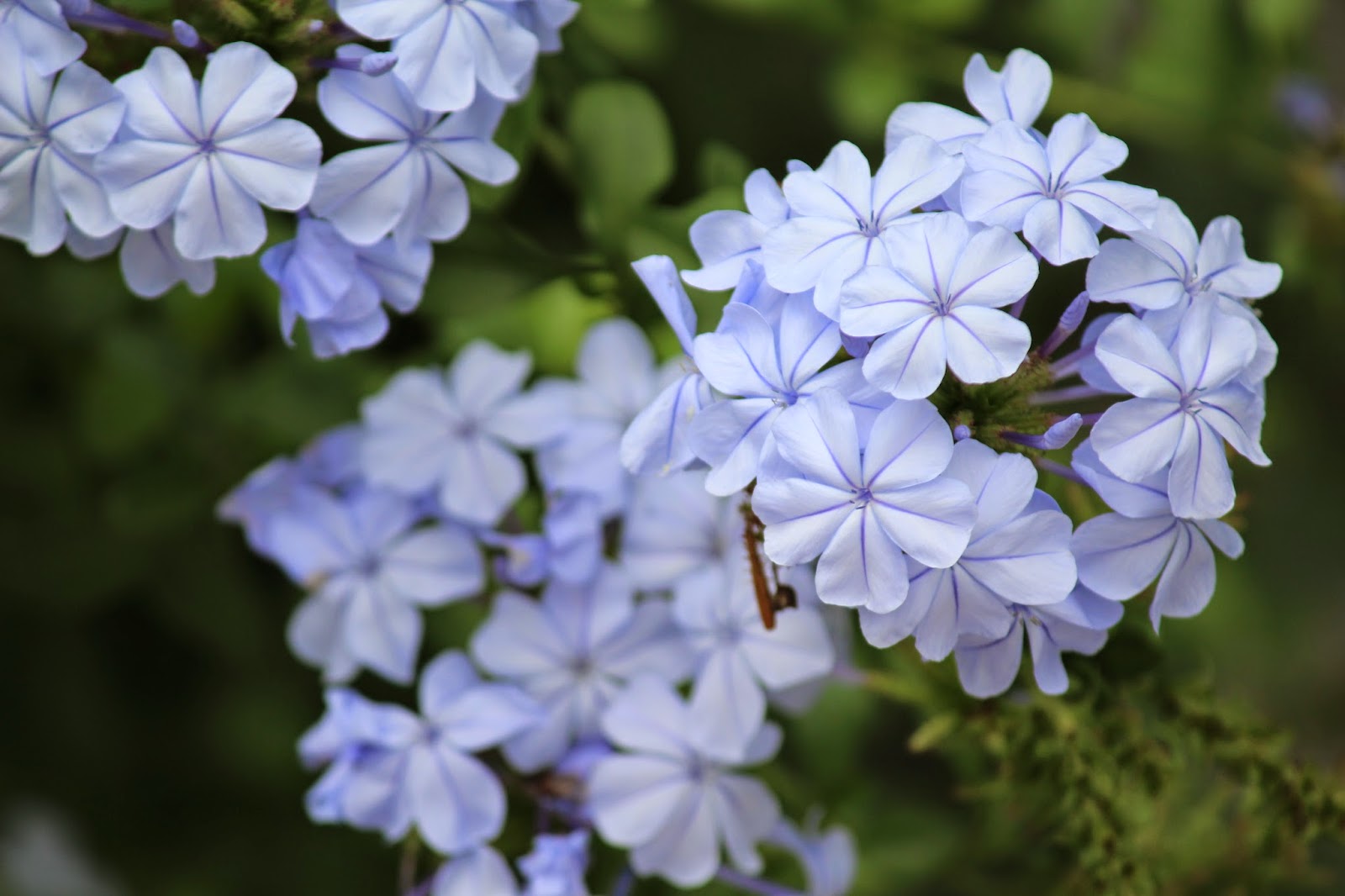 Uma flor por dia: Bela-emília