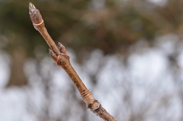 Wild Burlington: Dichotomous key (II) - opposite (and sub-opposite)
