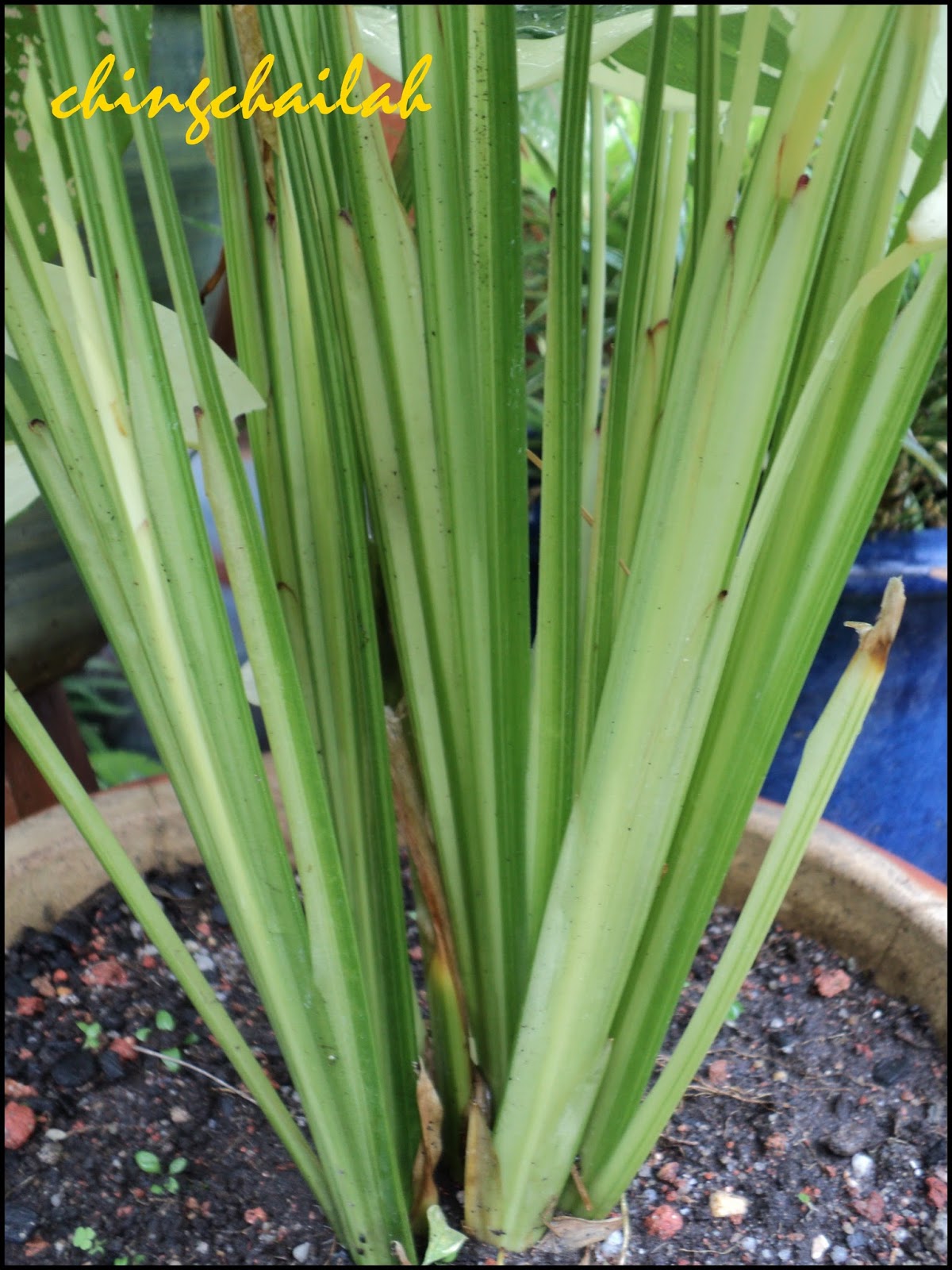 Simple Living In Nancy: Growing Variegated Araru Plants In My Garden