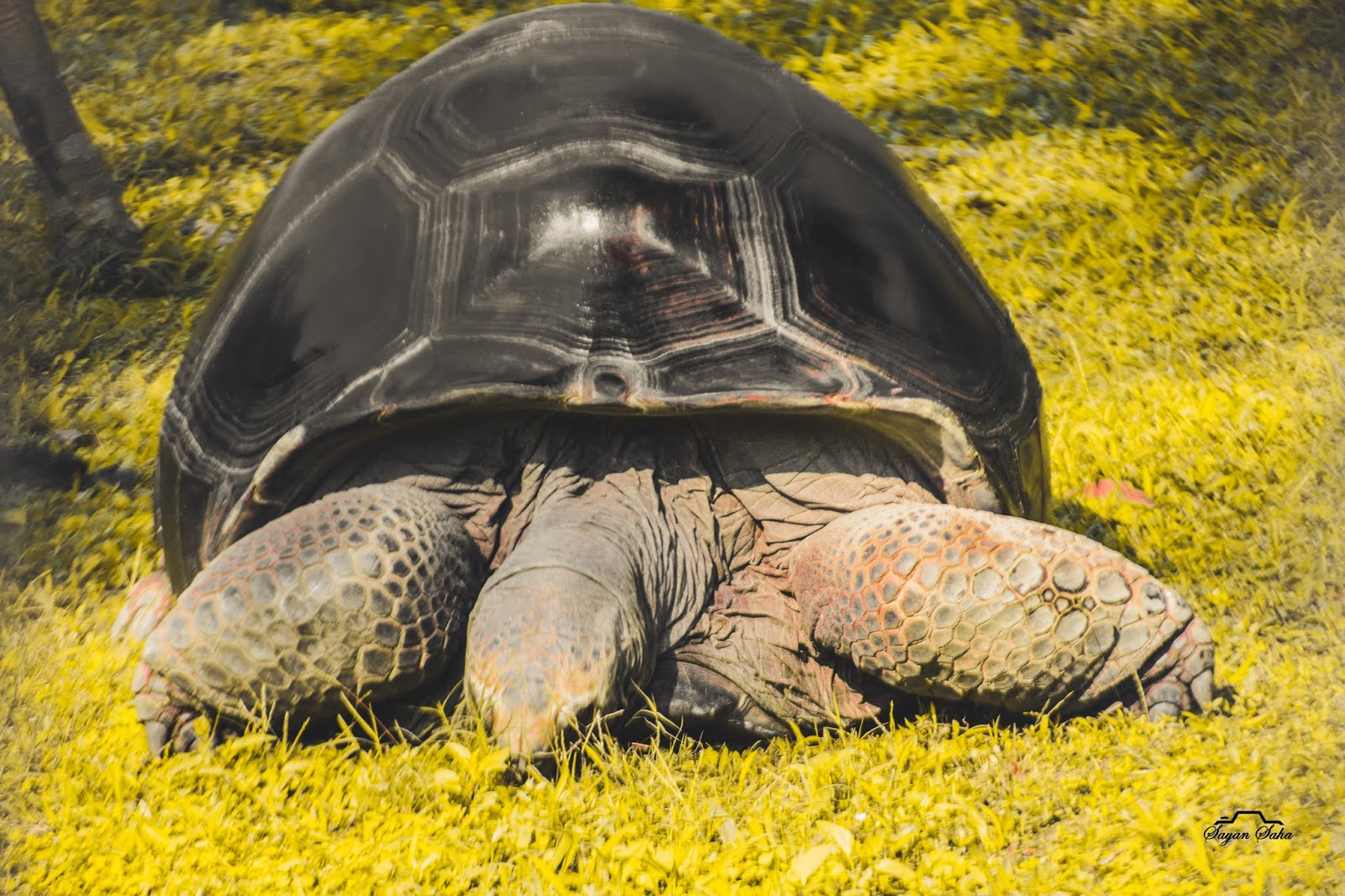 The biggest Turtle of Kolkata - TSB