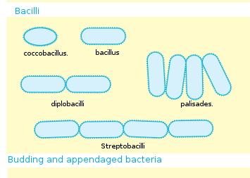 MORPHOLOGY OF BACTERIA (MICROBIOLOGY NOTES)(SECOND YEAR B.PHARMACY ...