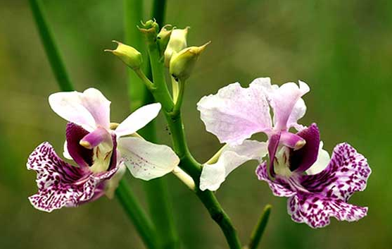 24 Bunga Anggrek Indonesia Yang Indah Dan Mendunia