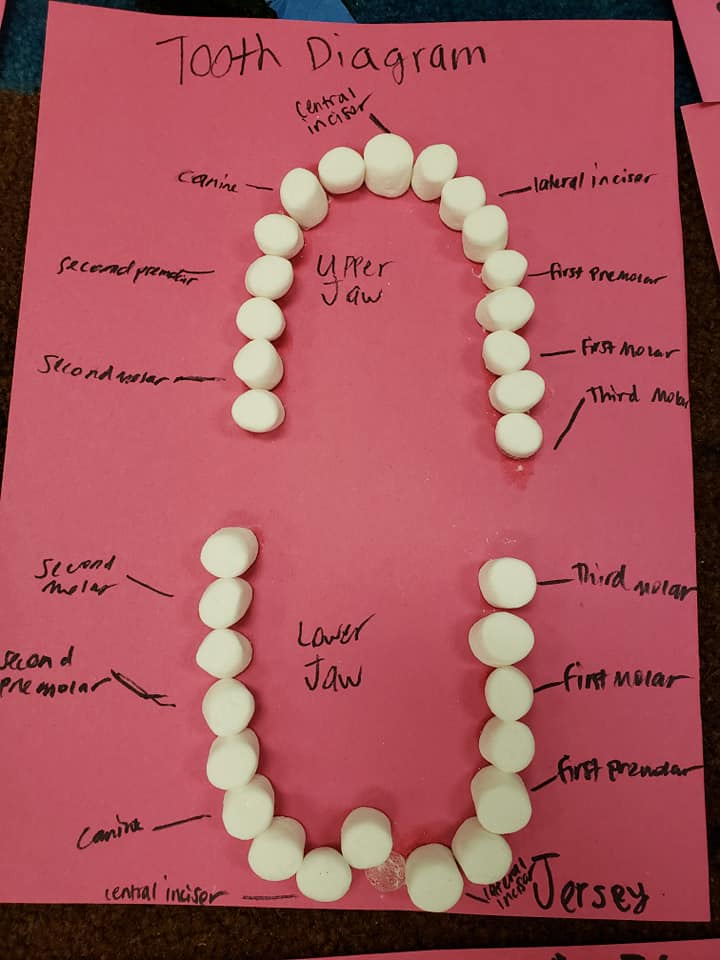 Growing a STEM Classroom: Learning All About Teeth - Dental Health Month