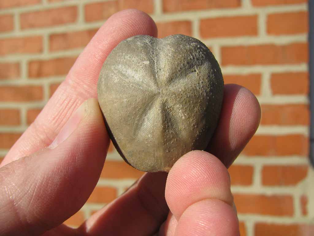 Views of the Mahantango: Hemiaster whitei from Texas