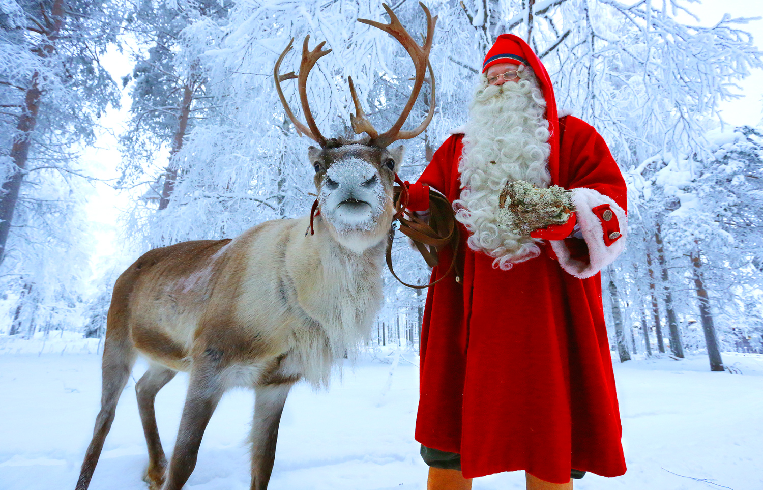 Seven facts about Santa's reindeers | Expat with Kids