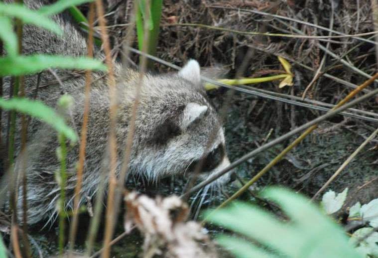 Josh Higham Florida field course