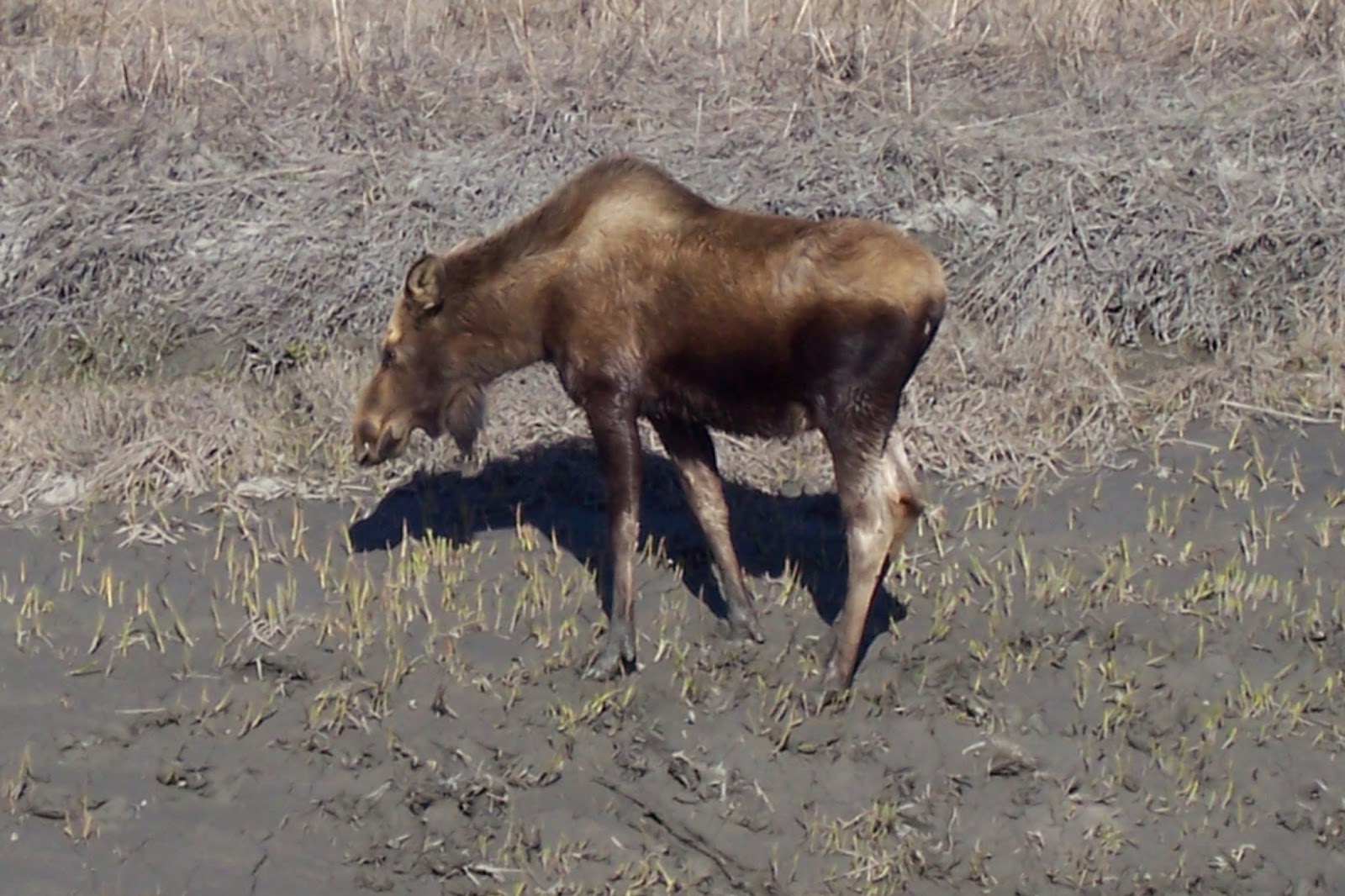 Beaver Creek Cabins & Guide Service: Of Moose and Men