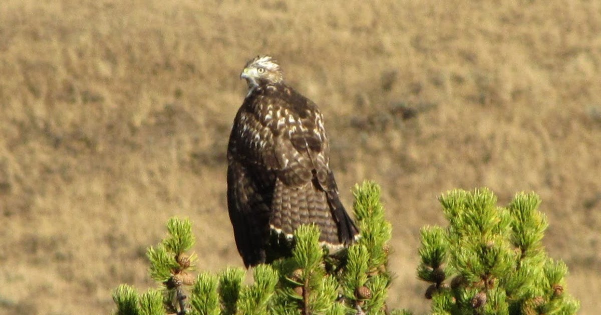 To Behold the Beauty: Changing Cameras