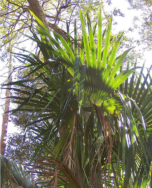An Australian Folk Song A Day: The Cabbage-Tree Hat