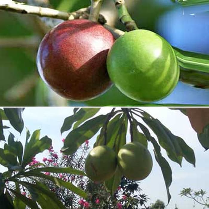 Pustaka Digital Indonesia Hati Hati Buah Bintaro Bintaro Cerbera Manghas Buah Beracun Yang