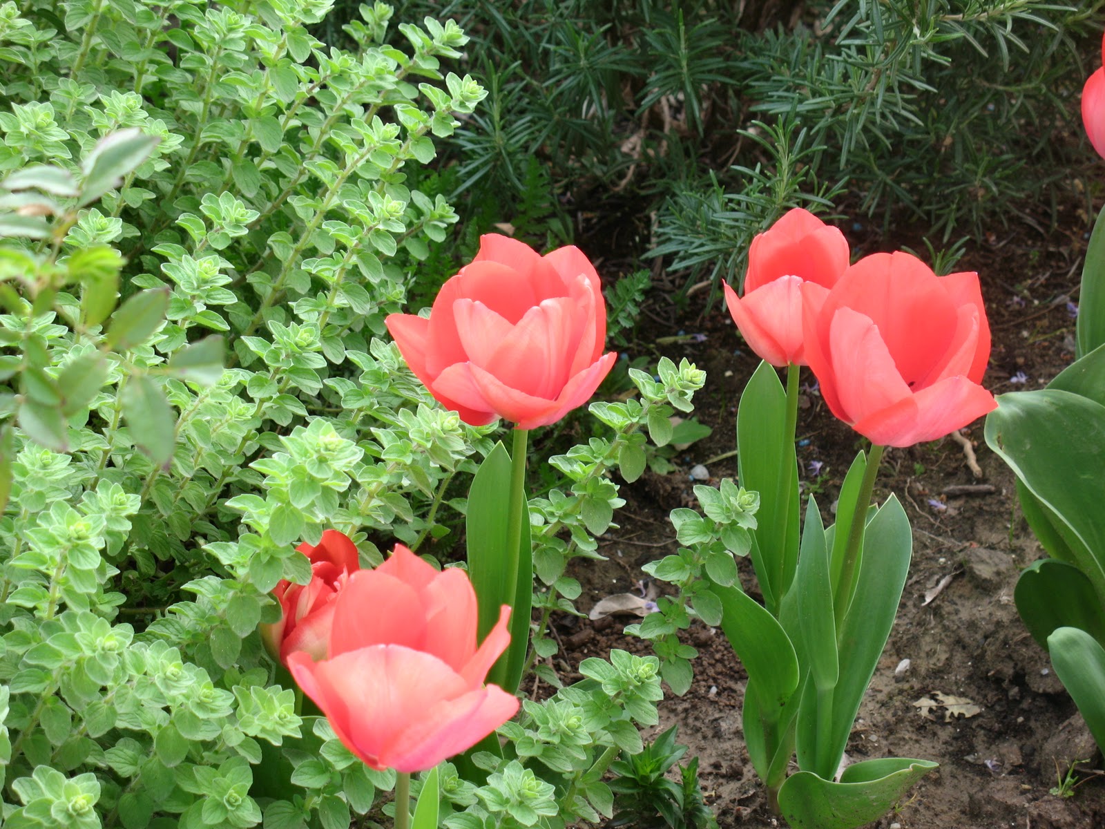 Jurnal de gradina: Lalele