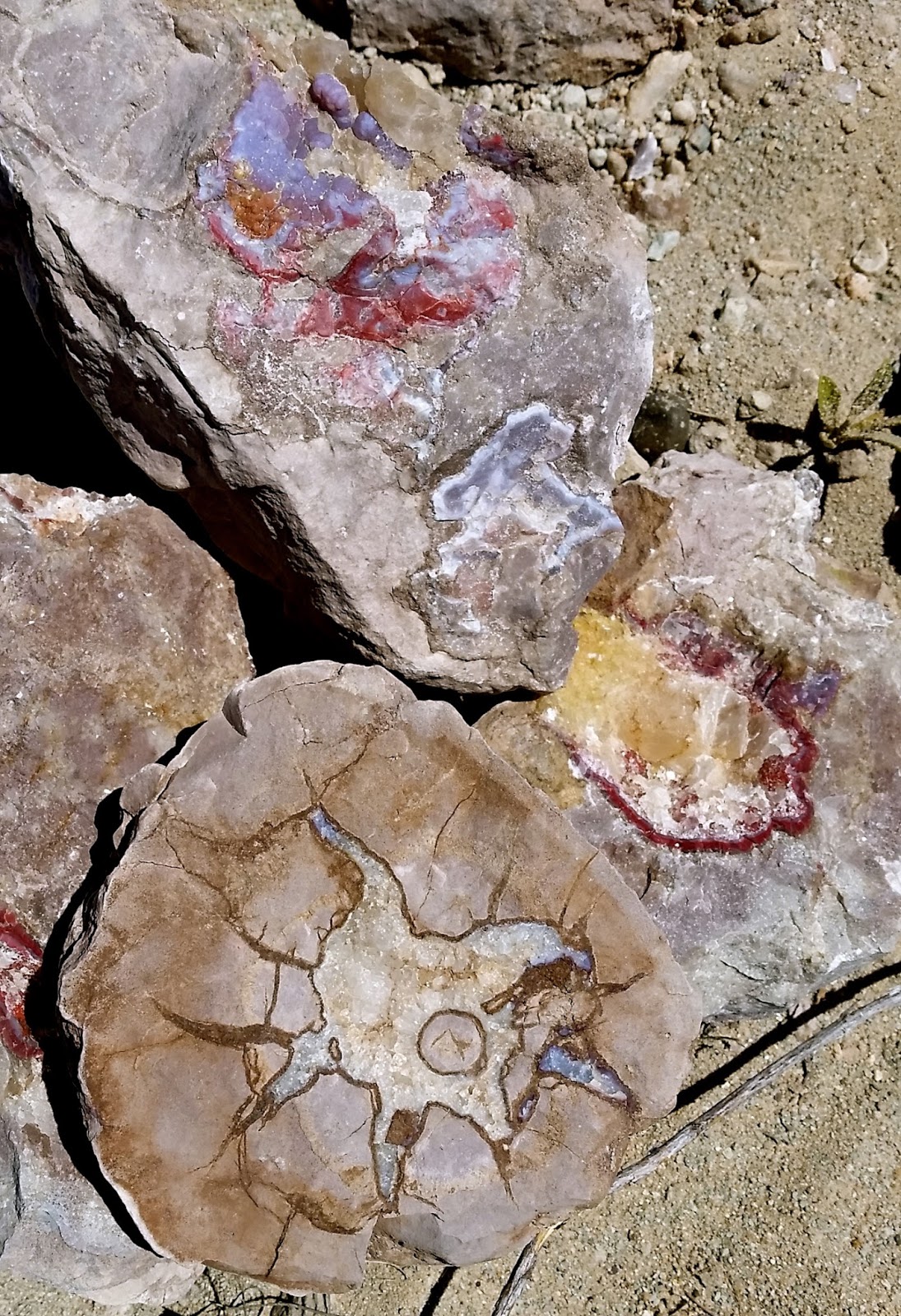 Zookeeper Fossils: Adventures in Yellow Cat and the Poison Strip