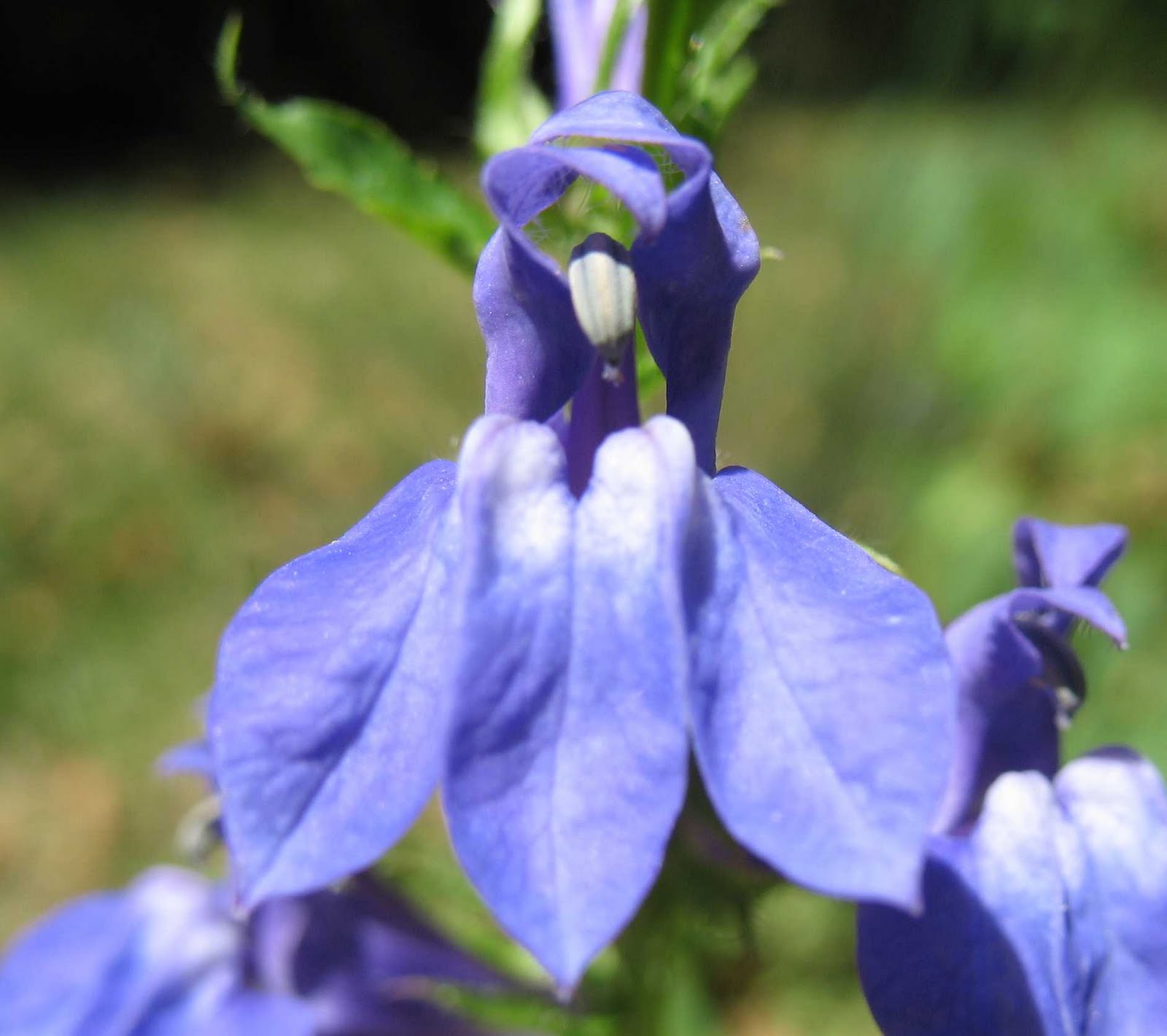 Using Georgia Native Plants: Lobelia – Jewel of the Late Summer Garden