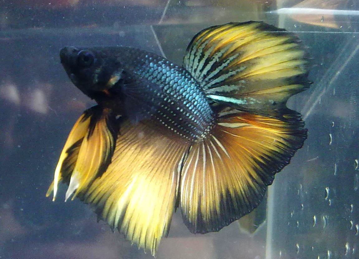 GANZO GAMES EXTENDED (PC Games RM5 & Betta Fish): BETTA HALFMOON (MID ...