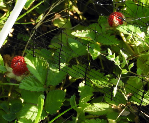 Red Snake Berries