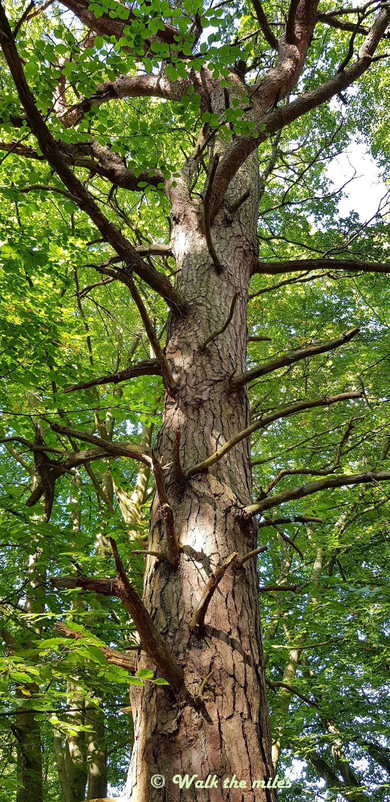 Walk the miles: Winterfold Forest