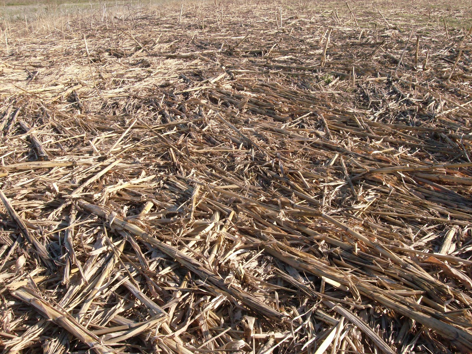 Aprende Campo: Manejo de Cobertura: Rolo sobre rastrojo de sorgo