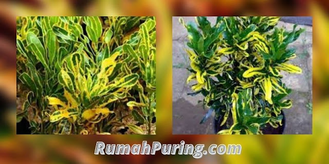 Ini Dia 9 Jenis Tanaman Puring yang Paling Populer Dipasaran! - rumah ...