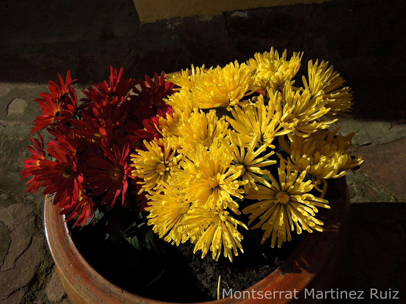 CRISANTEMOS - BOTÀNIC SERRAT