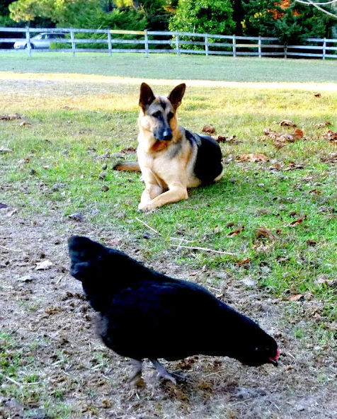 Basic Chicken Etiquette and Training for the Family Dog - Fresh Eggs Daily®