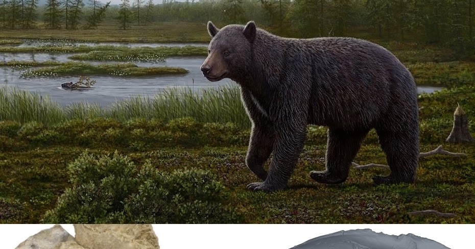 Species New to Science: [PaleoMammalogy • 2017] A Basal Ursine Bear ...